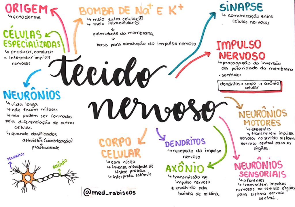 Sistema Nervoso [resumos E Mapas Mentais] Infinittus